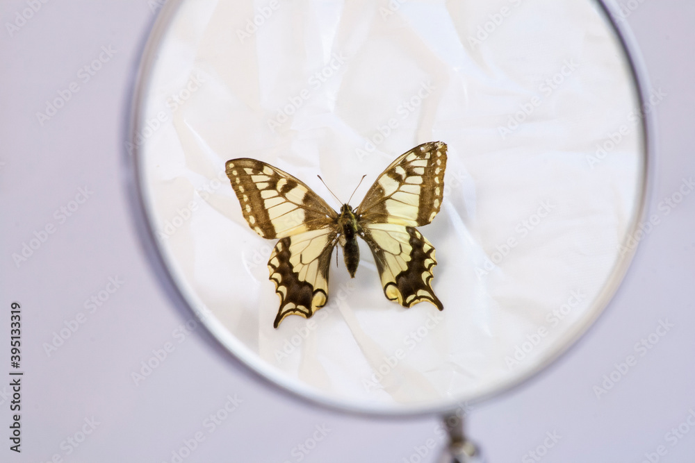 High Angle View Of Butterfly Seen Through Magnifying Glass Stock Photo ...