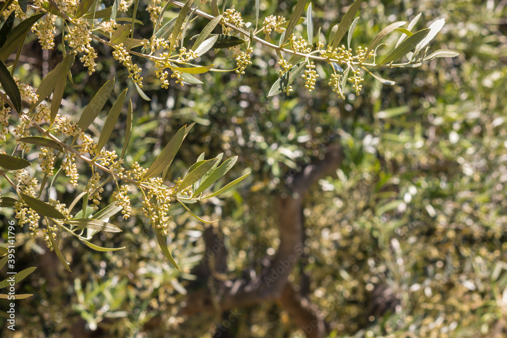 olive tree in bloom growing in olive grove with blurred background and ...
