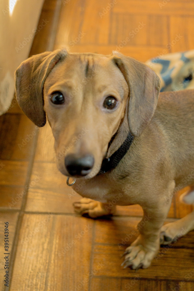 Cachorro de perrito salchicha café triste Stock Photo | Adobe Stock