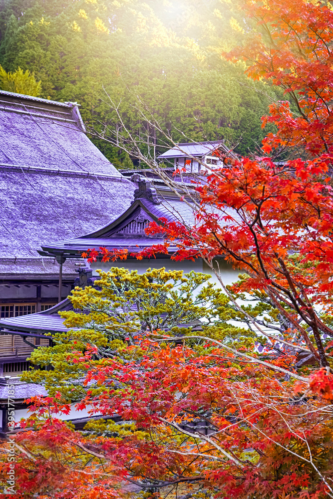 Seasonal Japanese Red Maple Trees With Shinto Shrine on Koyasan ...