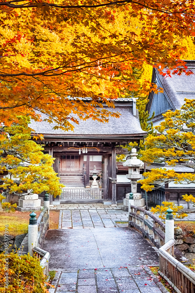 Picturesque Yellow Japanese Maple Trees With Shinto Shrine on Koyasan ...
