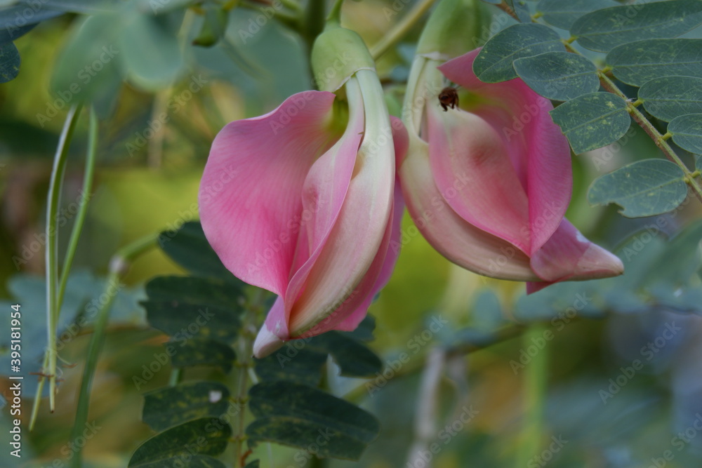 Sesbania Flower | Best Flower Site