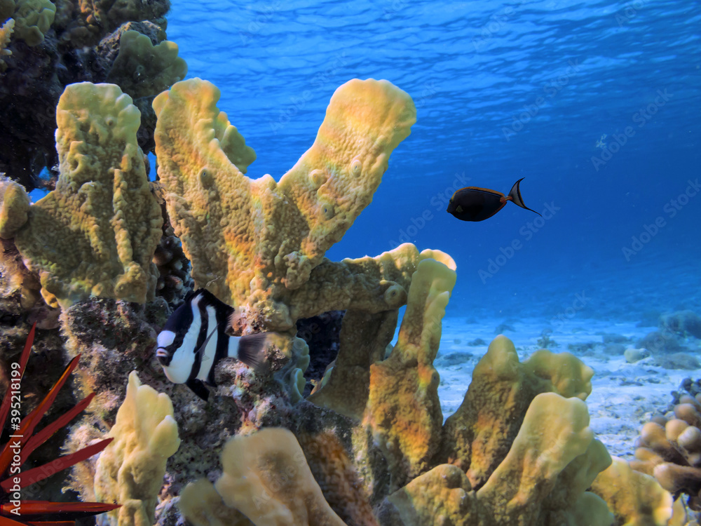 Hard and soft coral community structures of the Red Sea Stock Photo ...