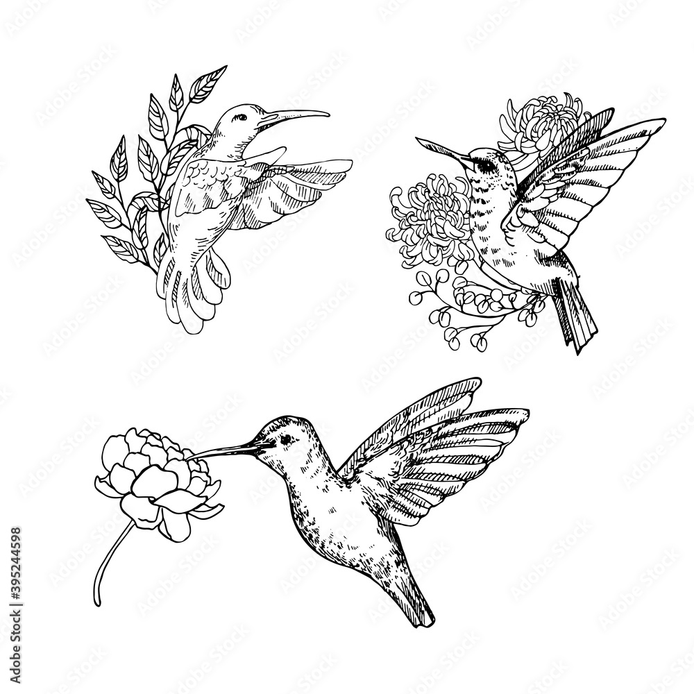 Hand drawn vector illustration of humming bird set with flowers ...