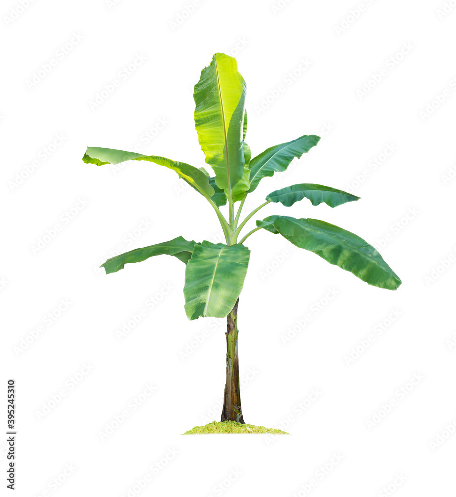 Banana tree isolated on white background with clipping paths for garden ...