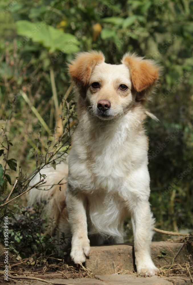 Un perro mestizo de color café o beige parado en matorrales Stock Photo ...