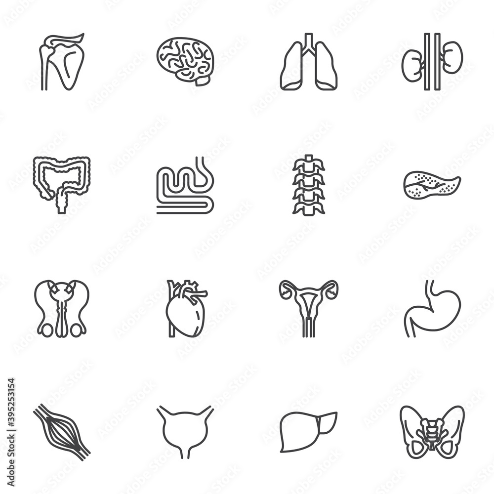 Internal organs line icons set, outline vector symbol collection ...