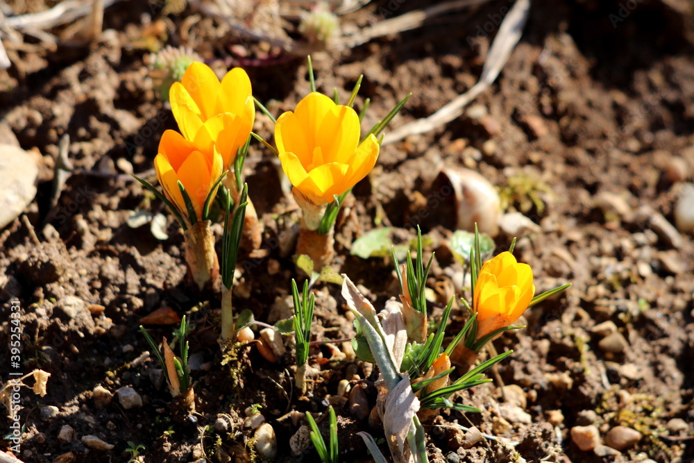 Four tiny Saffron crocus or Crocus sativus flowering perennial plants ...