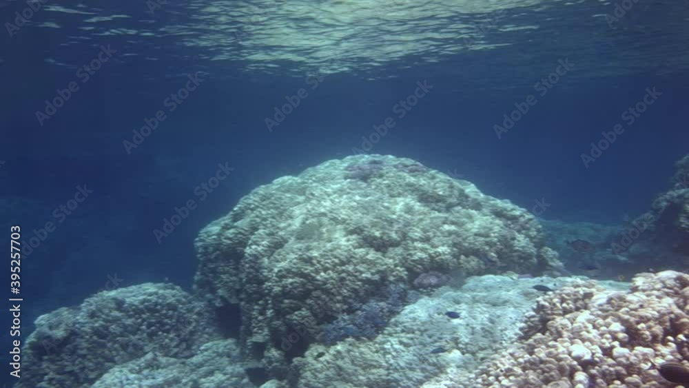 Coral reef near water surface of Red Sea. Underwater landscape of ...
