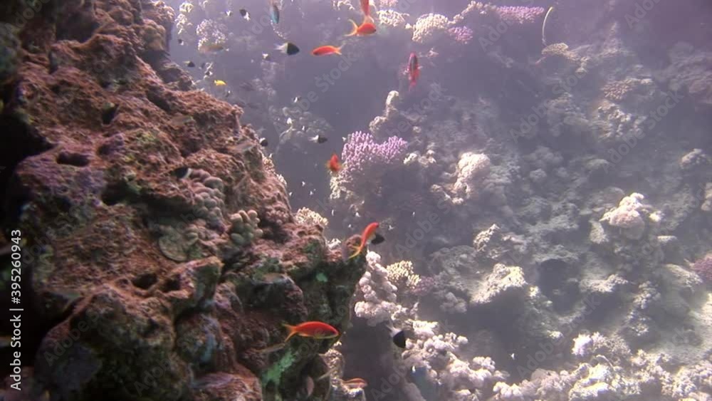 Diversity school of fish on coral reef at bottom of Red Sea. Underwater ...