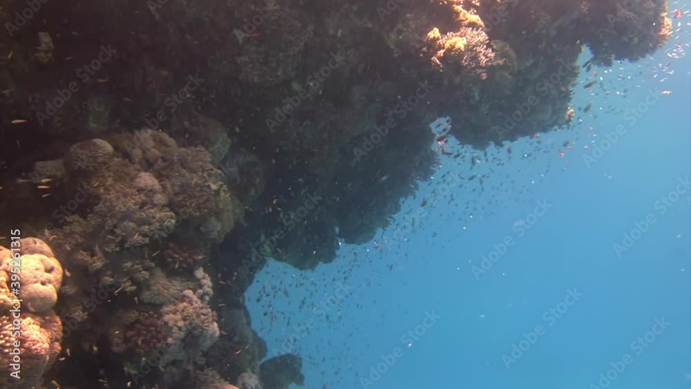 School of fish on coral reef at bottom of Red Sea. Underwater landscape ...
