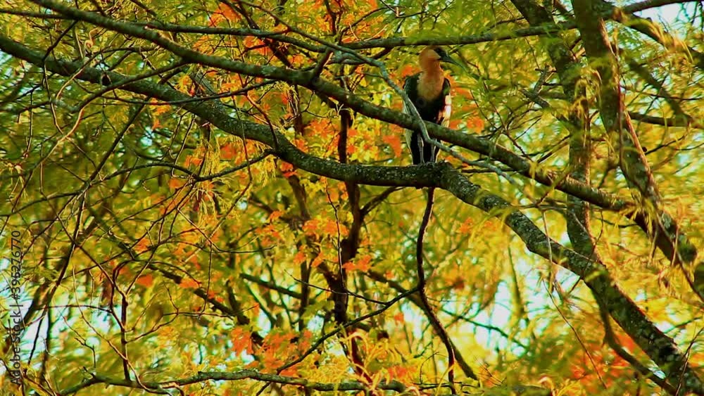The stunning colors of the Brazilian savanna are the background of an ...