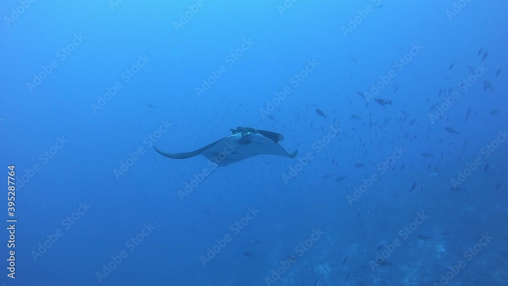 Black Oceanic Manta floating on a background of blue water in search of ...