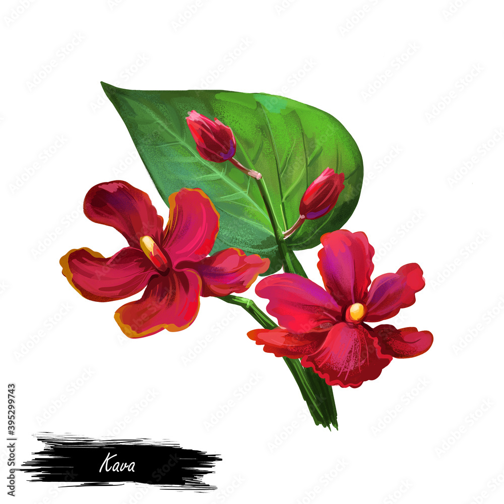 Kava isolated digital art illustration. Kava-kava pepper crop, green ...