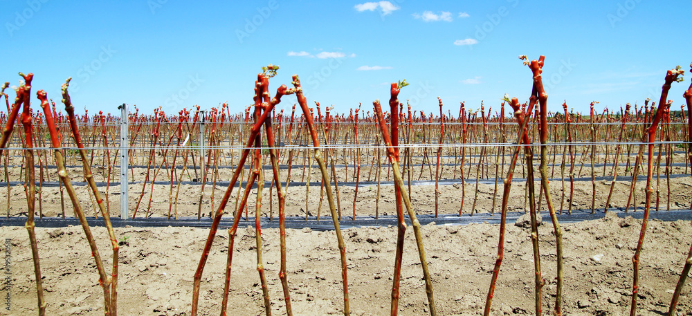 grapevine propagation. Field of rooted grafts of vine. Grafted and ...
