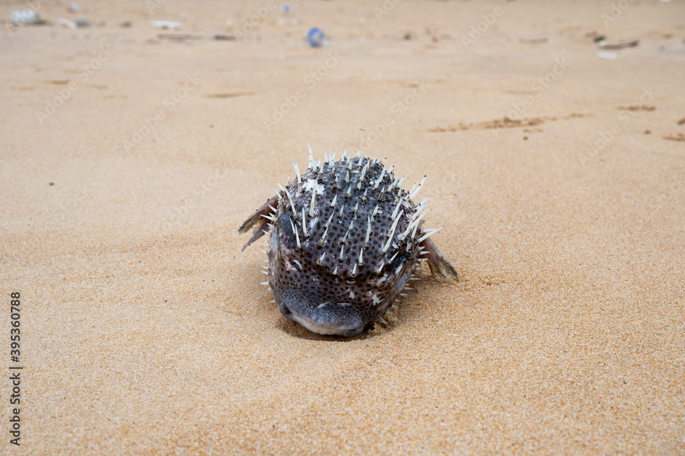 Puffer fish with inflated thorn aground dead on the beach Stock Photo ...