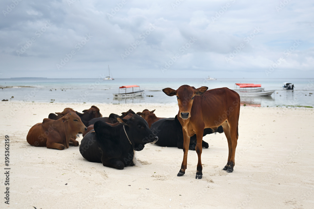 African herd of cows lying on the shore near the ocean with white sand ...