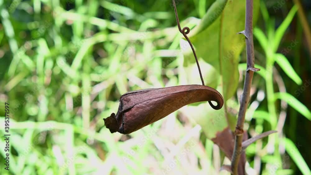 Pitcher Plant, Tropical Pitcher Plant, Nepenthes ampullaria; a footage ...