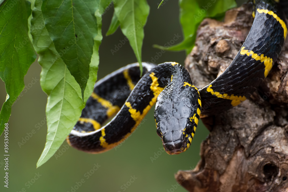 boiga snake dendrophilia in defensive mode, the gold-ringed cat snake ...