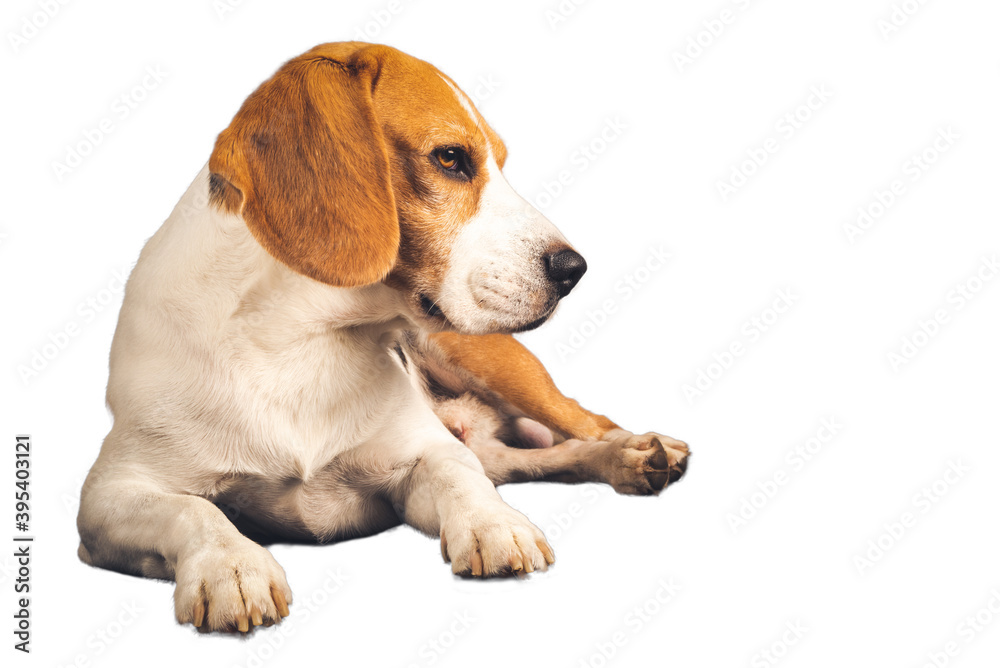 Whole beagle dog body isolated on white background. Male dog standing ...