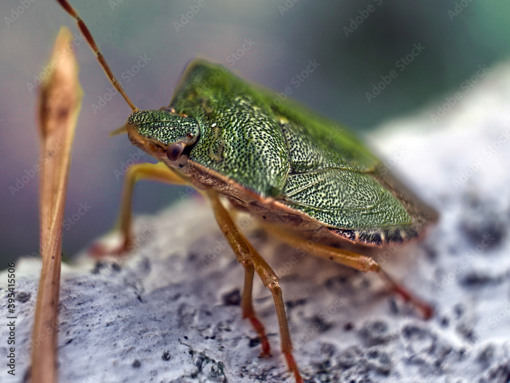Macro de petit Insecte avec carapace verte Stock Photo | Adobe Stock