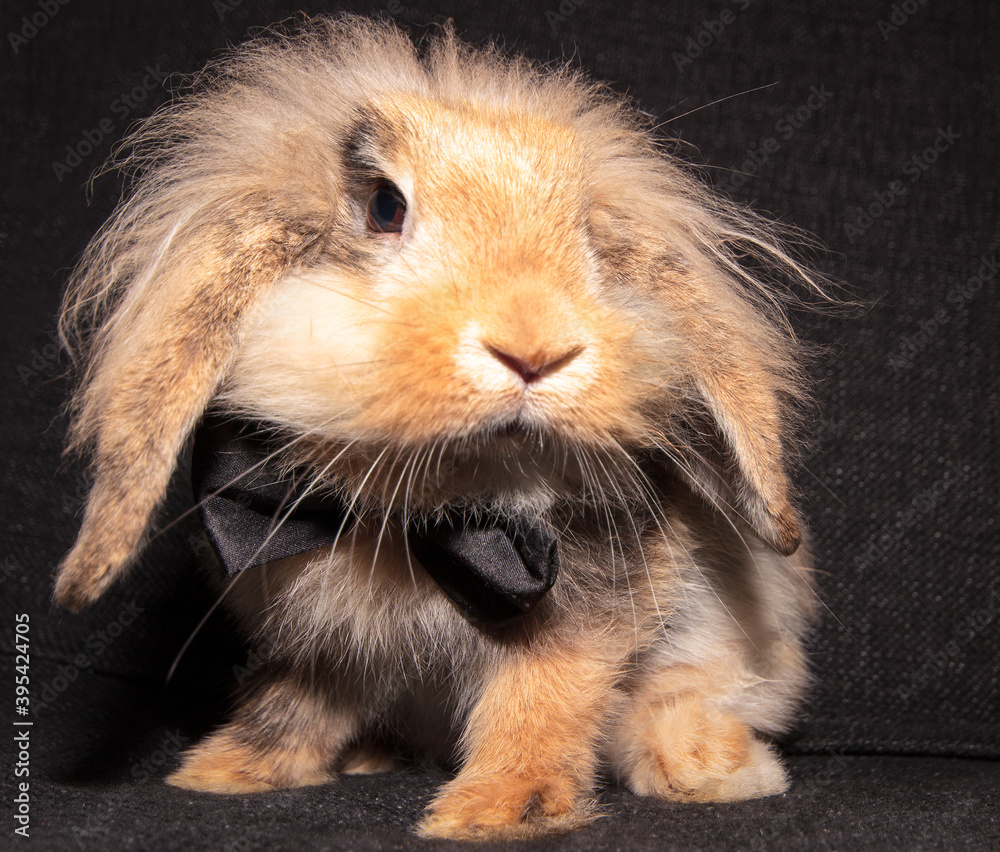 Black Lionhead Rabbit