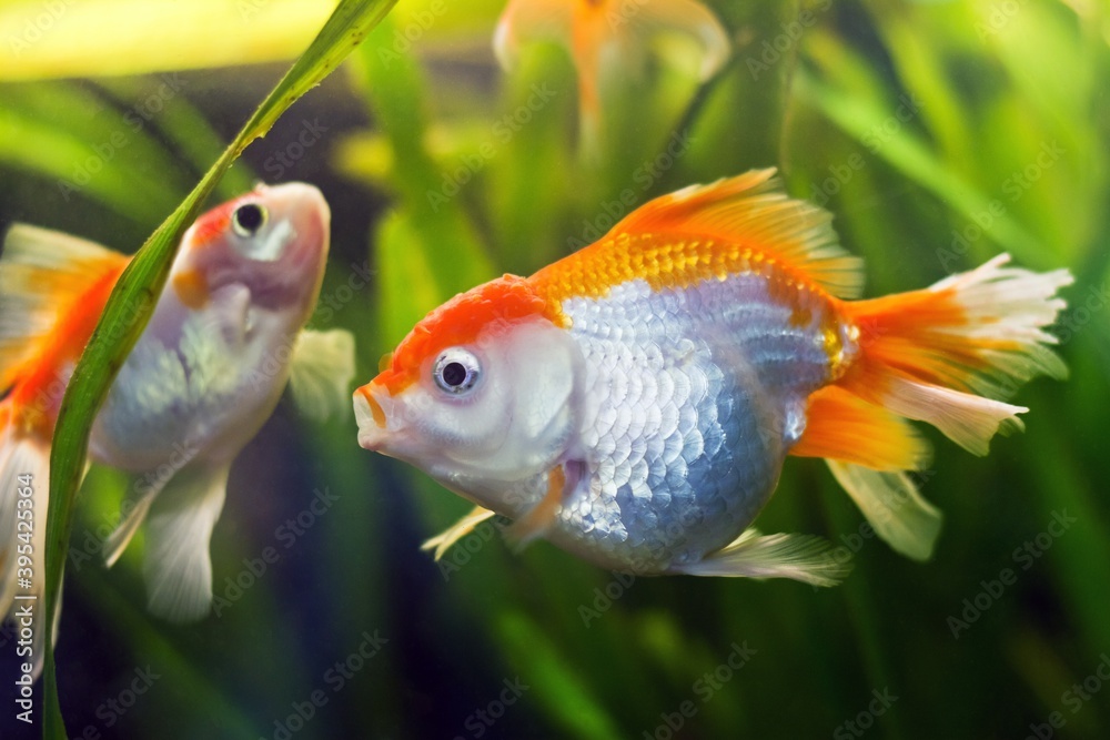 oranda goldfish, commercial aqua trade breed of wild Carassius auratus ...