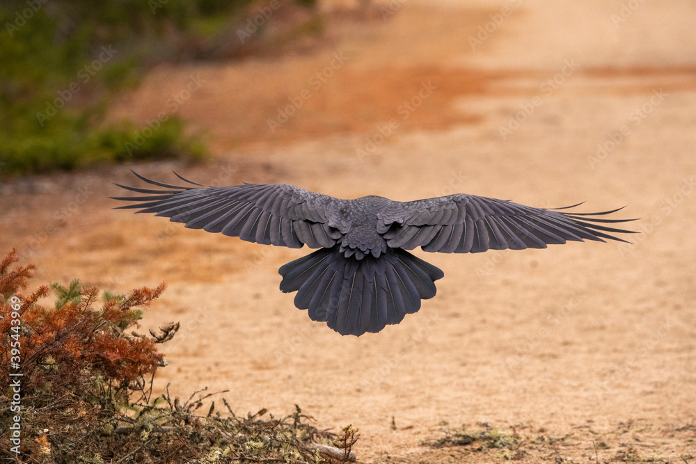 Common Raven landing rear view. Stock Photo | Adobe Stock