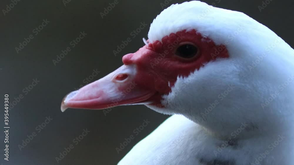 Super closeup of a white feather plumage head with vibrant red beak and ...