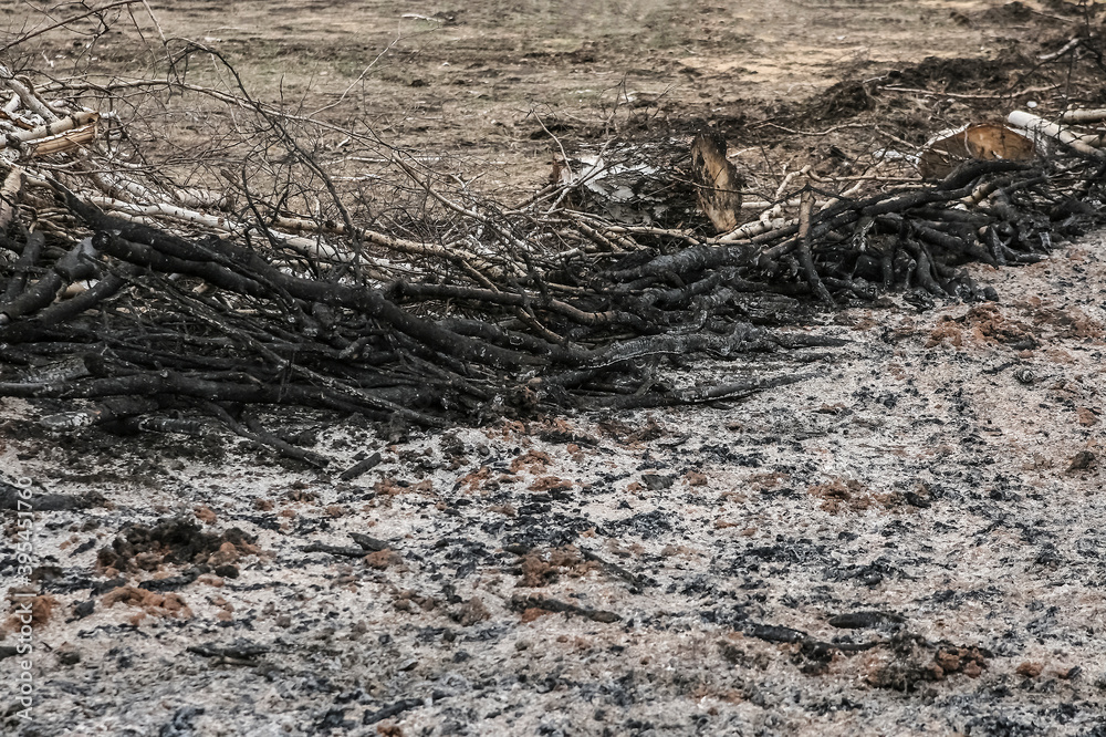 Burnt ground, charred grass and leaves after a forest fire. Aftermath ...
