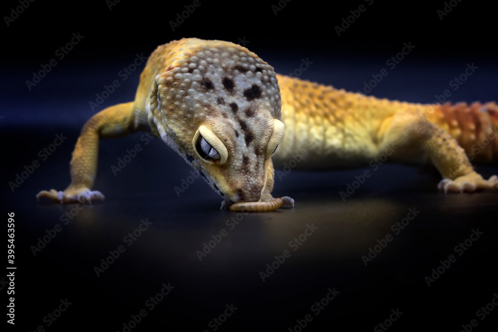 Exotic Lemon Frost Leopard Gecko isolated in dark black background ...