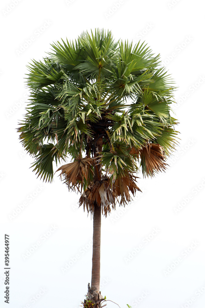 Borassus flabellifer, Asian Palmyra palm, Toddy palm, Sugar palm, or ...