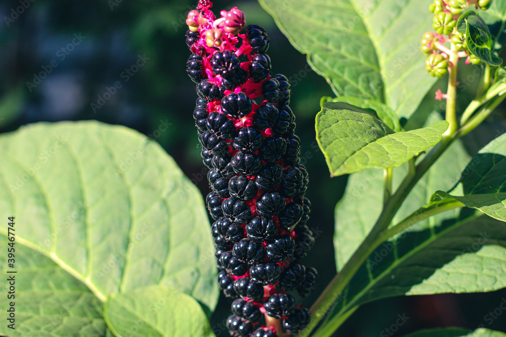 Phytolacca americana, also known as American pokeweed, pokeweed, poke ...