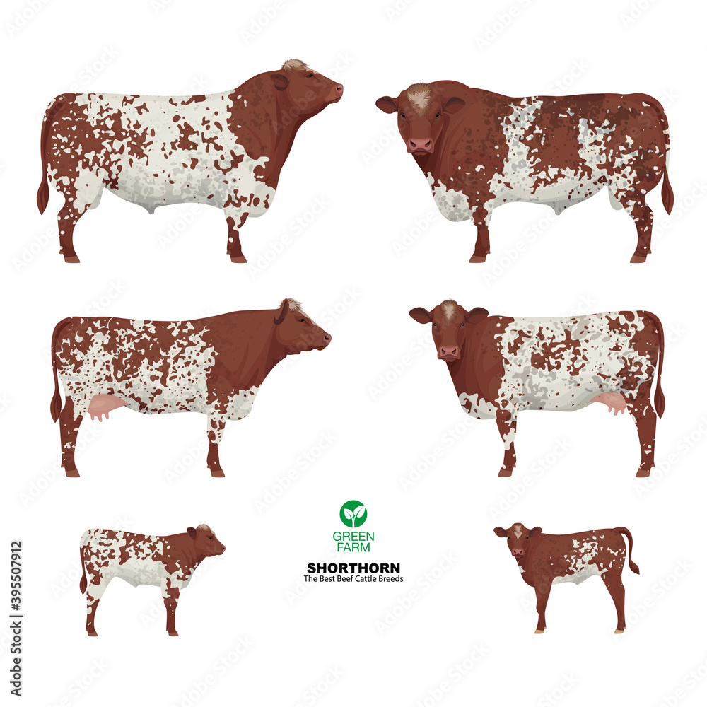Vetor de Shorthorn - The Best Beef Cattle Breeds. Set Bull, Cow, Calf ...