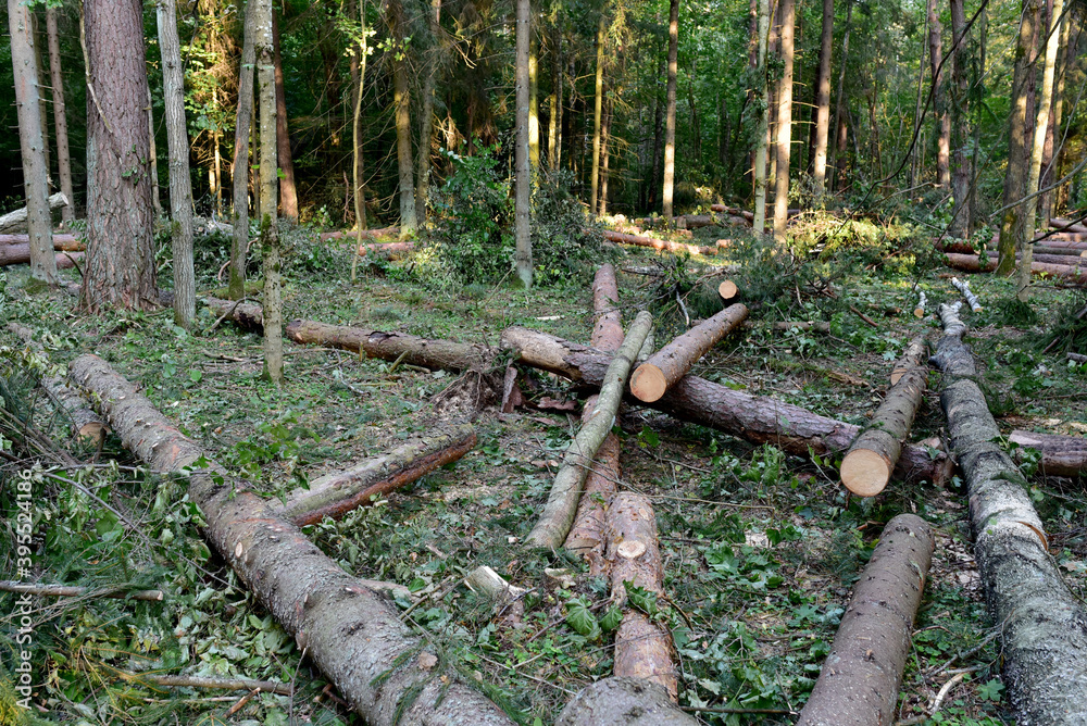 Felled trees in forest. Deforestation and Illegal Logging ...