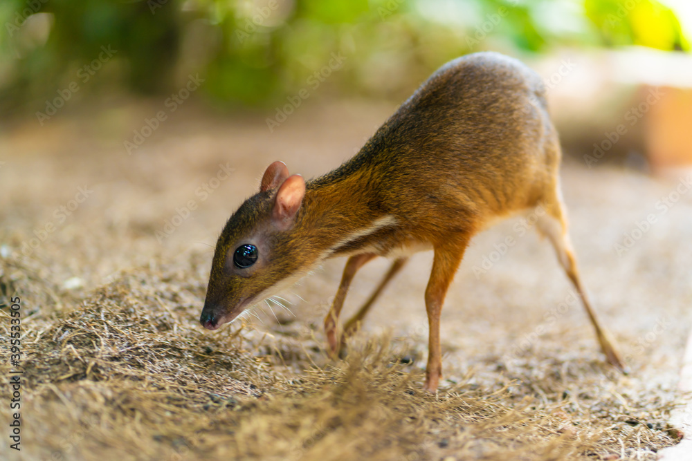 Baby Mouse Deer