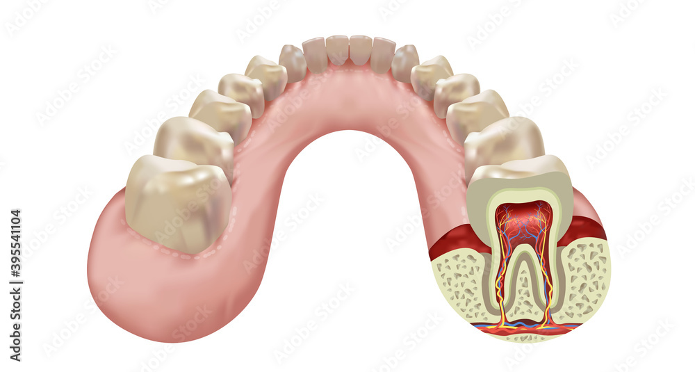 Lower jaw human teeth row, cross section of the right eighth tooth ...