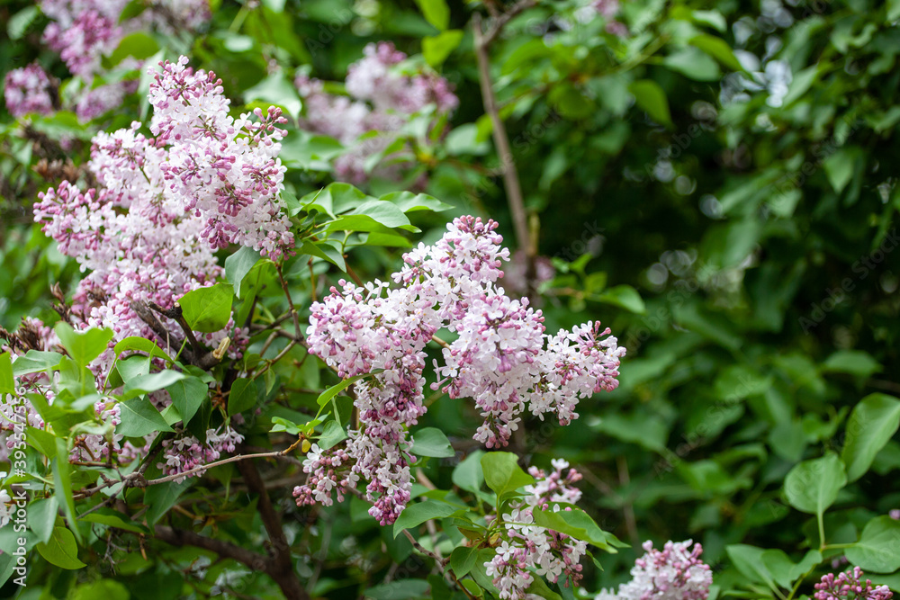 Syringa is a genus of 12 currently recognized species of flowering ...