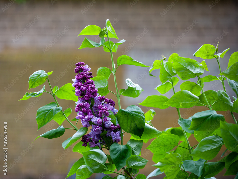Syringa is a genus of 12 currently recognized species of flowering ...