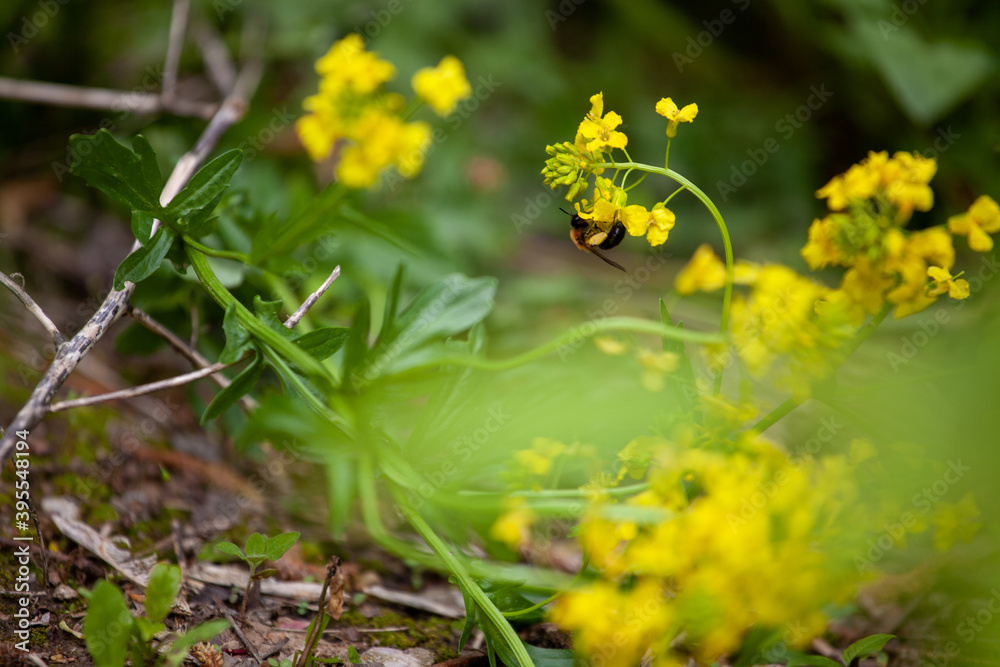 Barbarea is a genus of about 22 species of flowering plants in the ...