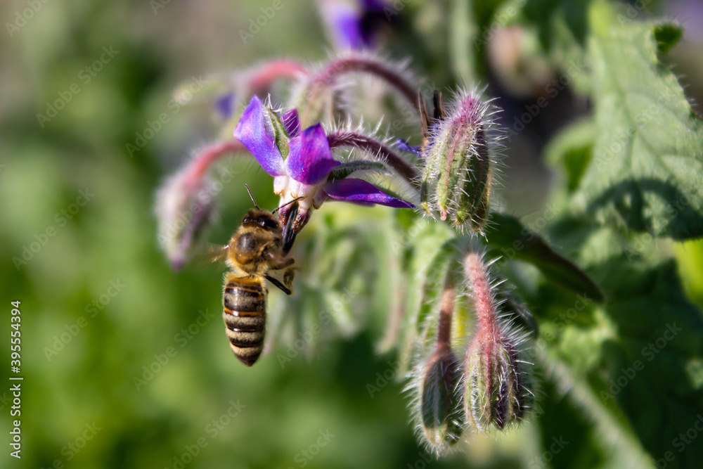 Borage (Borago officinalis), also known as a starflower. Honey bee apis ...