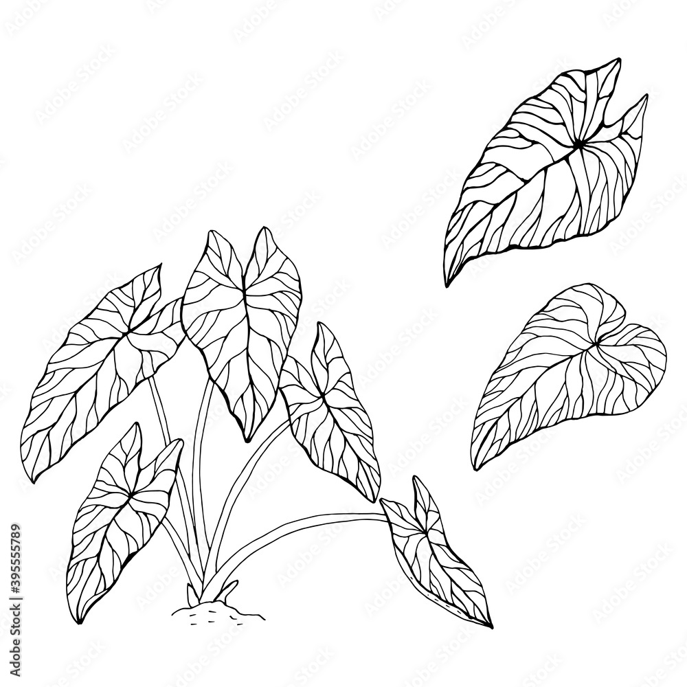 The leaves of the caladium plant. Hand drawn elegance vector ...