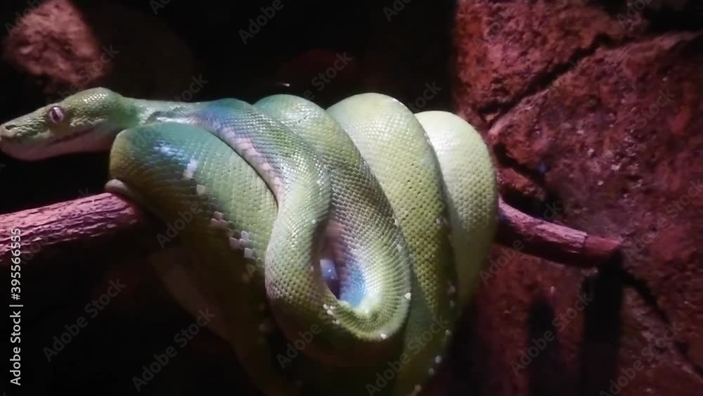 Green tree python snake (Morelia viridis) coiled around branch. Species ...