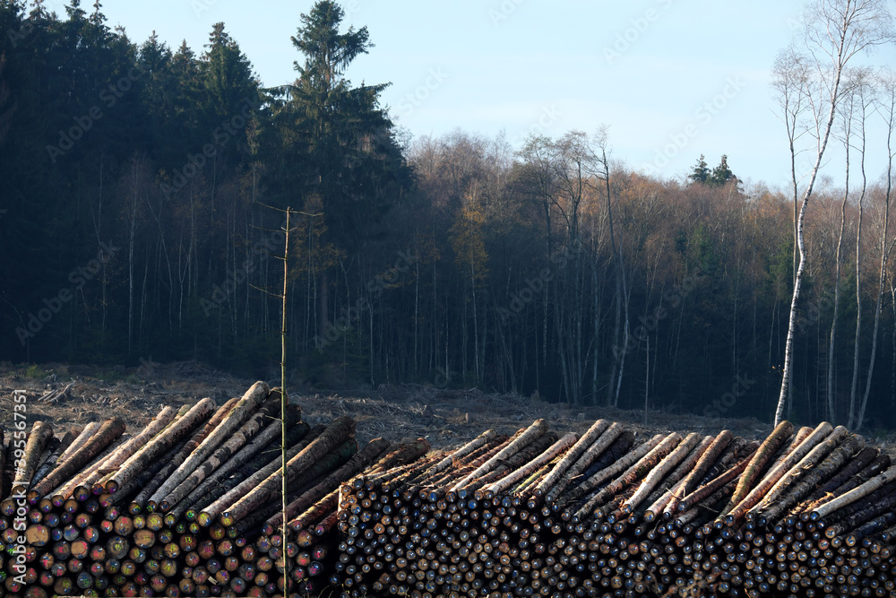 Separately numbered tree logs in deforested wooodland owing to dryness ...