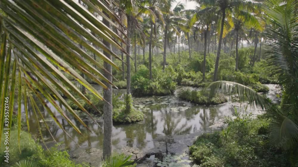 Coconut orchard in the kerala backwaters in traditional farm format ...