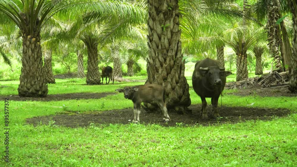 Buffalo with a calf in a rural area among palm trees. Palm trees on the ...