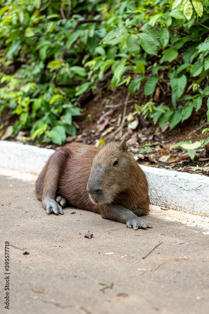 Capivara na pista de caminhada em um ponto turístico, no parque Cesamar ...