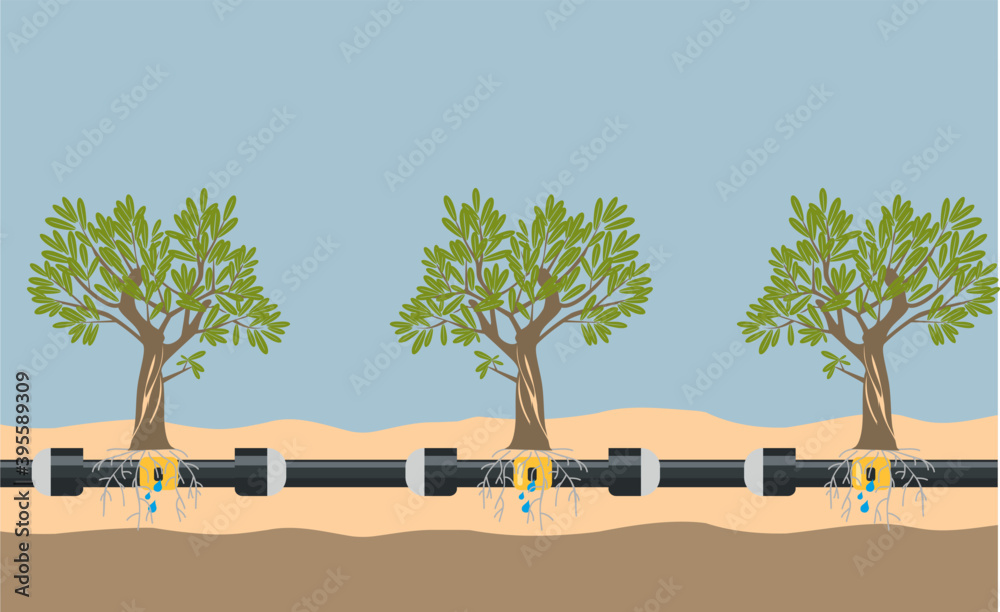 Underground or in ground drip irrigation system. Water irrigation ...