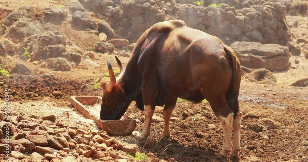 Goa, India. Gaur Bull, Bos Gaurus Or Indian Bison. It Is The Largest ...