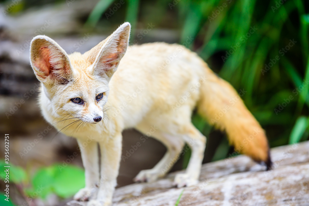 The fennec fox (Vulpes zerda) is a small crepuscular fox native to the ...
